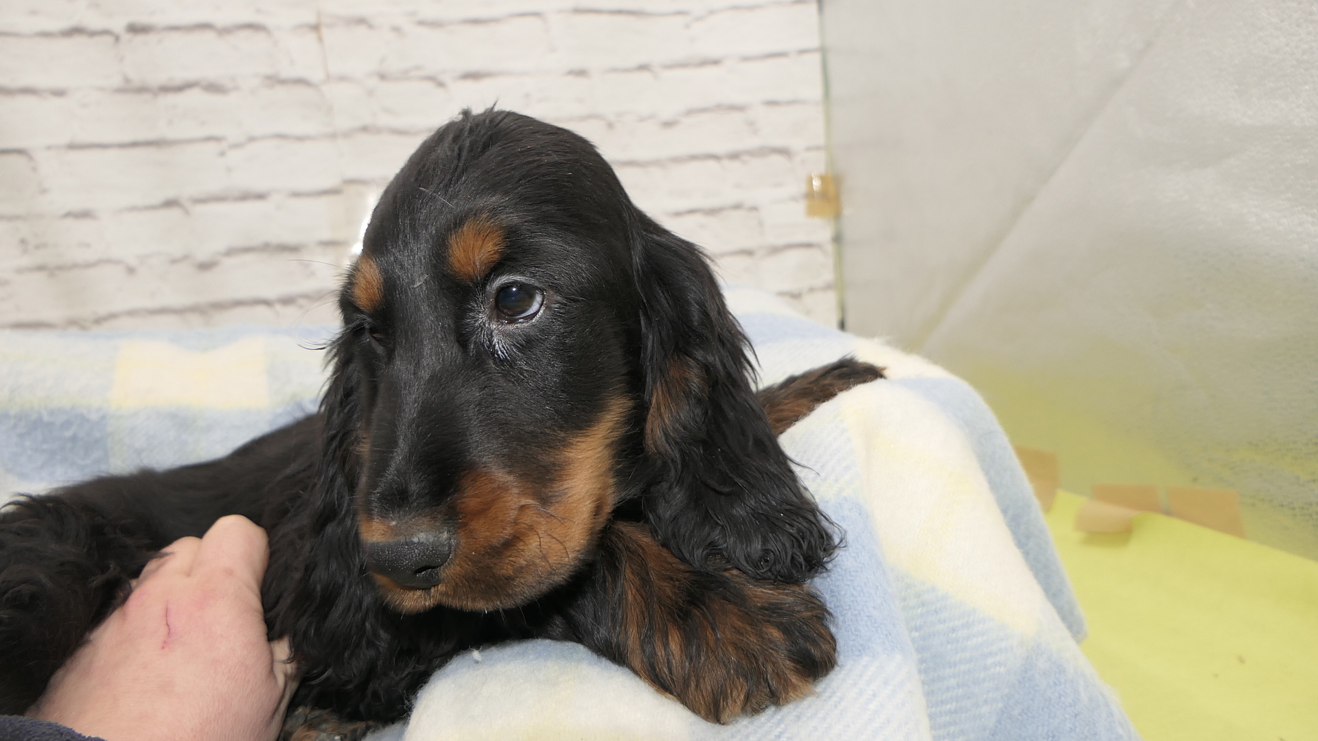 Engelse Cocker Spaniel | 'T Waterhoennest